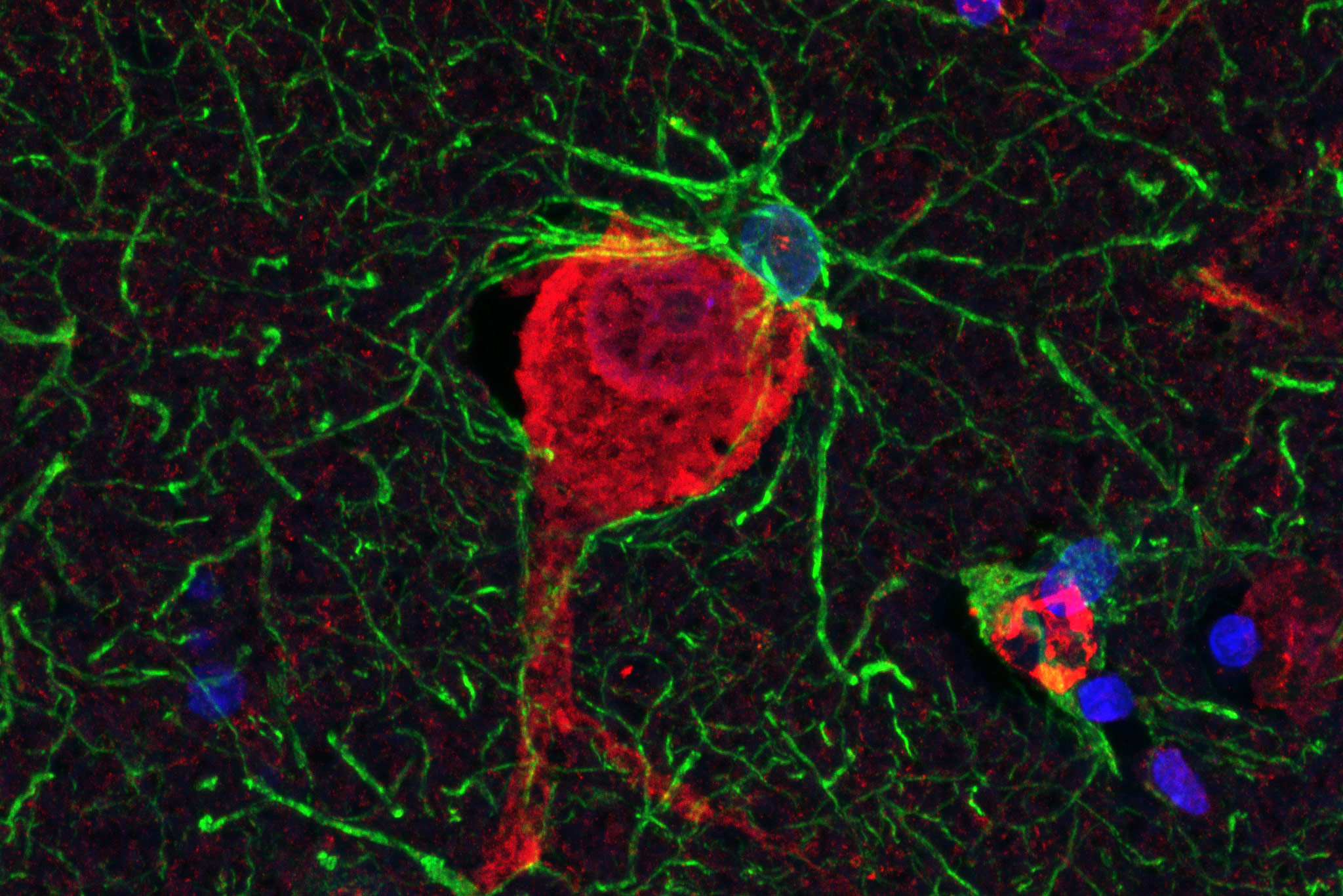 Gazing at the stars: an interdisciplinary Christ Church collaboration ...